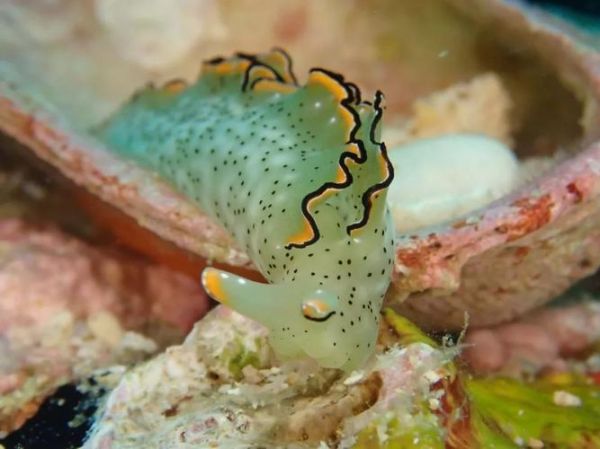 海兔影院开车了是什么意思_海兔影院最新地址怎么找-第3张图片-山城妙识