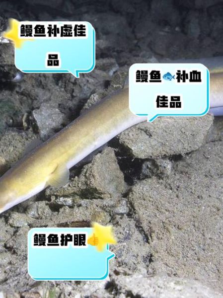 鳗鱼的营养价值_鳗鱼吃了有什么好处-第1张图片-山城妙识