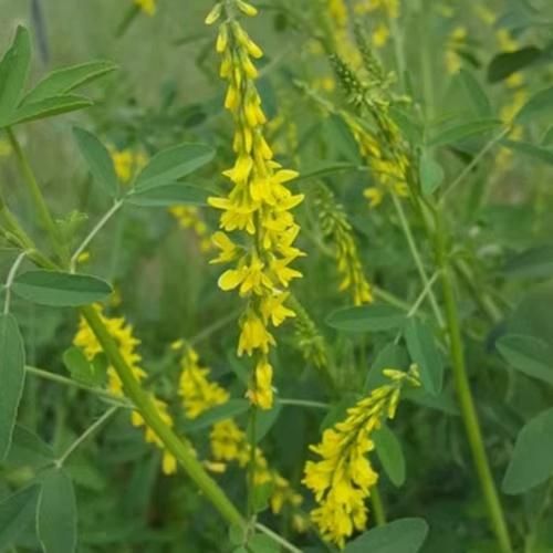 野苜蓿和家苜蓿的区别_哪个更适合做牧草-第2张图片-山城妙识