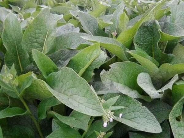 野苜蓿和家苜蓿的区别_哪个更适合做牧草-第3张图片-山城妙识