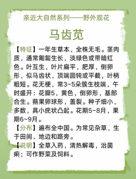 马齿苋治白发怎么用_马齿苋治白发偏方有效吗-第2张图片-山城妙识 马齿苋治白发怎么用_马齿苋治白发偏方有效吗-第2张图片-山城妙识