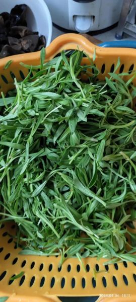 面条菜图片长什么样_面条菜的功效与作用有哪些-第2张图片-山城妙识