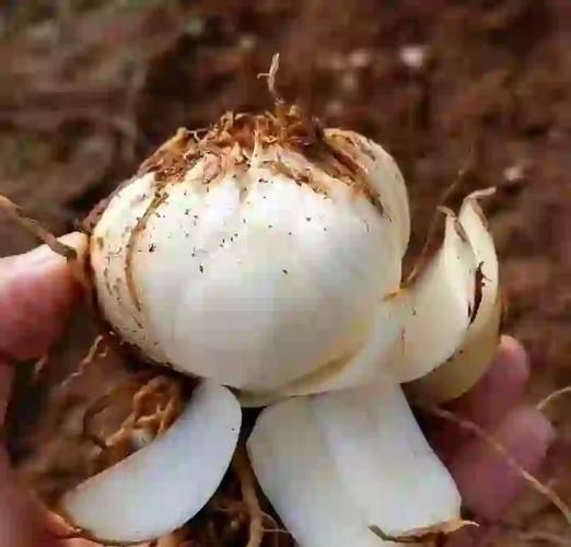 鲜百合怎么吃_鲜百合的家常做法-第3张图片-山城妙识