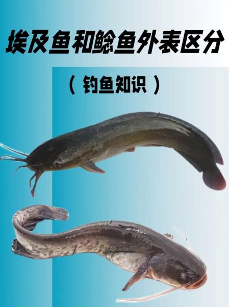 鲶鱼种类有哪些_鲶鱼怎么区分-第2张图片-山城妙识 鲶鱼种类有哪些_鲶鱼怎么区分-第2张图片-山城妙识