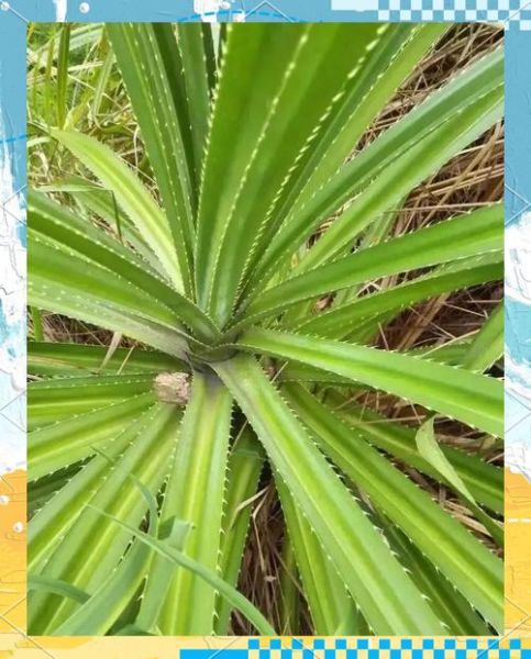 包粽子用什么叶子代替粽叶_粽叶替代品有哪些-第1张图片-山城妙识 包粽子用什么叶子代替粽叶_粽叶替代品有哪些-第1张图片-山城妙识