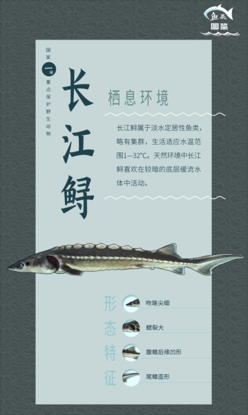 鲟鱼种类有哪些_鲟鱼品种怎么区分-第3张图片-山城妙识