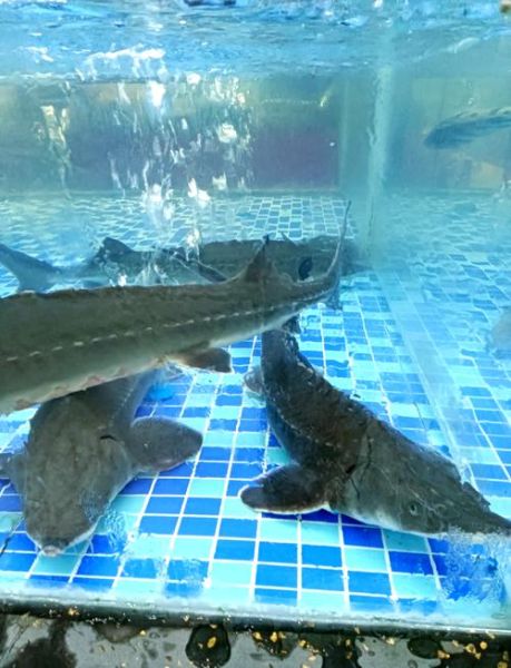 鲟鱼种类有哪些_鲟鱼品种怎么区分-第2张图片-山城妙识