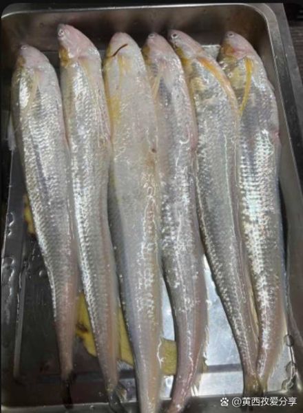 野生长江刀鱼多少钱一斤_如何辨别真假-第2张图片-山城妙识