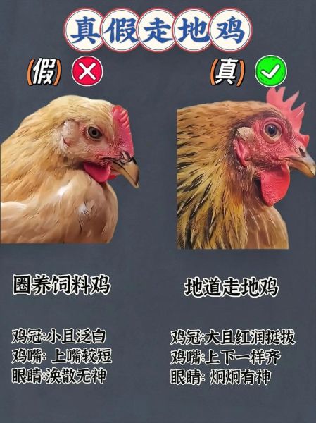 野生鸡能长多少斤_野生鸡怎么分辨真假-第2张图片-山城妙识