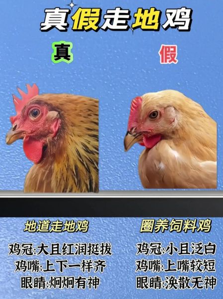 野生鸡能长多少斤_野生鸡怎么分辨真假-第1张图片-山城妙识