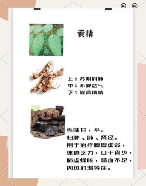 黄精的功效与作用怎么吃_黄精的正确吃法有哪些-第3张图片-山城妙识 黄精的功效与作用怎么吃_黄精的正确吃法有哪些-第3张图片-山城妙识