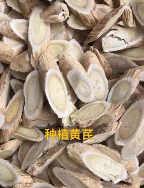 野生黄芪长什么样_野生黄芪图片大全怎么鉴别真假-第2张图片-山城妙识