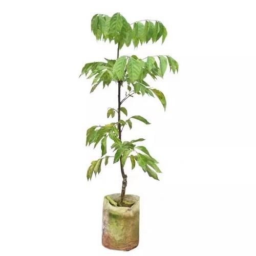 鸡心黄皮果的功效与作用_鸡心黄皮果怎么吃最好-第3张图片-山城妙识