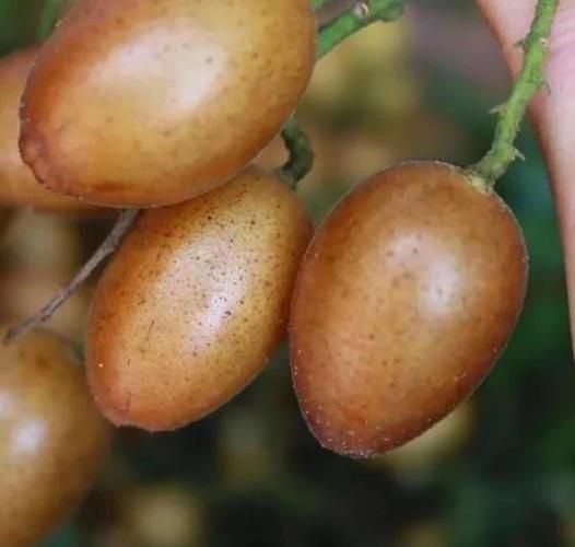 鸡心黄皮果的功效与作用_鸡心黄皮果怎么吃最好-第1张图片-山城妙识