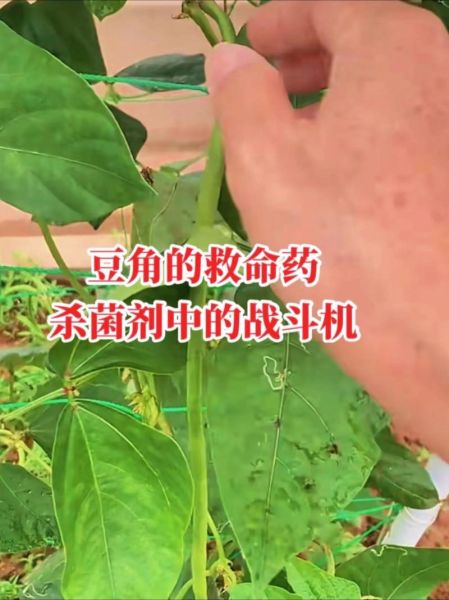 豆角中毒怎么办_豆角中毒最有效的办法-第2张图片-山城妙识