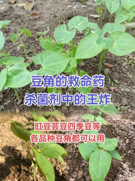 豆角中毒怎么办_豆角中毒最有效的办法-第3张图片-山城妙识