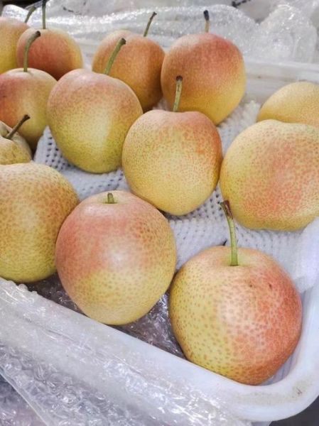 十大名梨有哪些_哪里的梨最甜最好吃-第2张图片-山城妙识