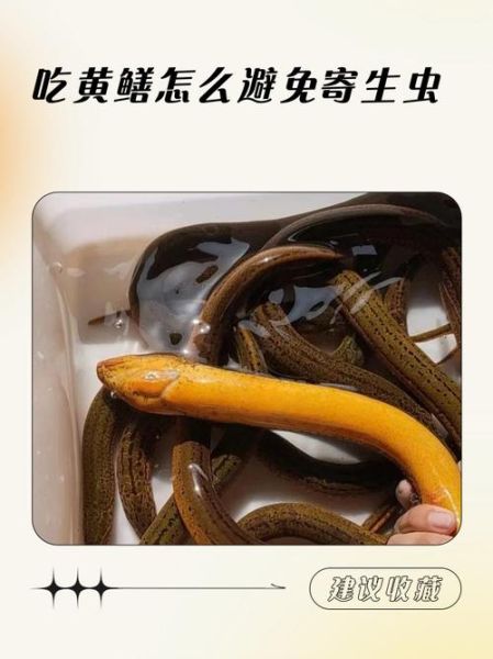 黄鳝有寄生虫吗_如何安全食用黄鳝-第1张图片-山城妙识 黄鳝有寄生虫吗_如何安全食用黄鳝-第1张图片-山城妙识