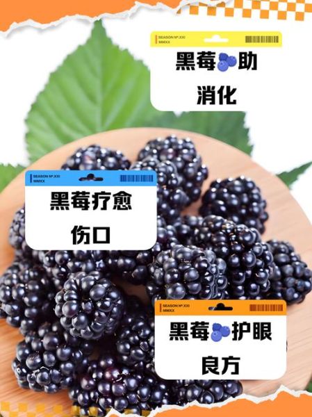 黑莓的功效与作用_黑莓怎么吃最好-第2张图片-山城妙识 黑莓的功效与作用_黑莓怎么吃最好-第2张图片-山城妙识