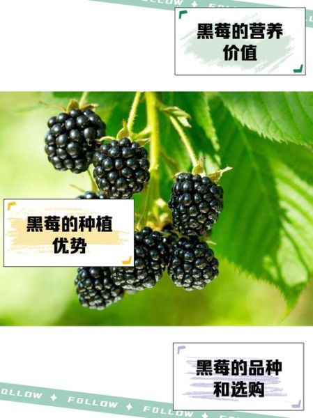 黑莓的功效与作用_黑莓怎么吃最好-第3张图片-山城妙识 黑莓的功效与作用_黑莓怎么吃最好-第3张图片-山城妙识