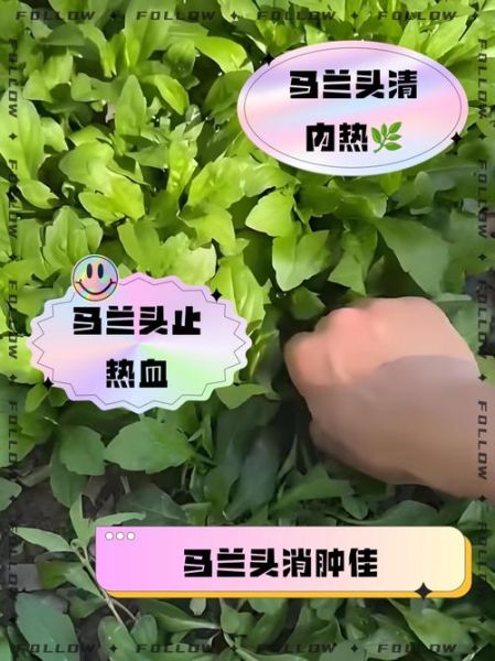 马兰头野菜的功效与作用_怎么吃最健康-第3张图片-山城妙识 马兰头野菜的功效与作用_怎么吃最健康-第3张图片-山城妙识