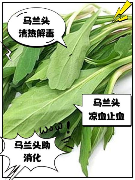 马兰头野菜的功效与作用_怎么吃最健康-第1张图片-山城妙识 马兰头野菜的功效与作用_怎么吃最健康-第1张图片-山城妙识