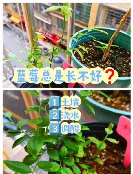 蓝莓适合什么气候_蓝莓种植土壤要求-第2张图片-山城妙识