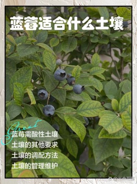 蓝莓适合什么气候_蓝莓种植土壤要求-第1张图片-山城妙识