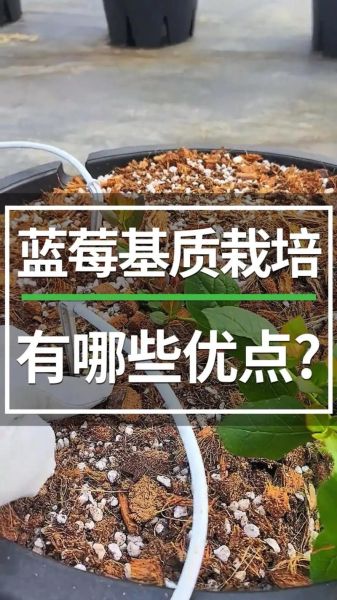 蓝莓适合什么气候_蓝莓种植土壤要求-第3张图片-山城妙识