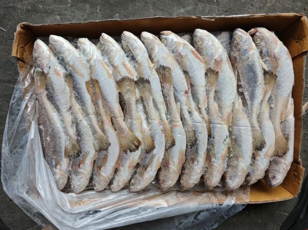 白菇鱼怎么做好吃_白菇鱼的营养价值-第2张图片-山城妙识 白菇鱼怎么做好吃_白菇鱼的营养价值-第2张图片-山城妙识