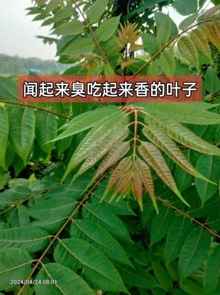 立秋后的香椿叶能吃吗_如何安全食用老香椿叶-第1张图片-山城妙识 立秋后的香椿叶能吃吗_如何安全食用老香椿叶-第1张图片-山城妙识