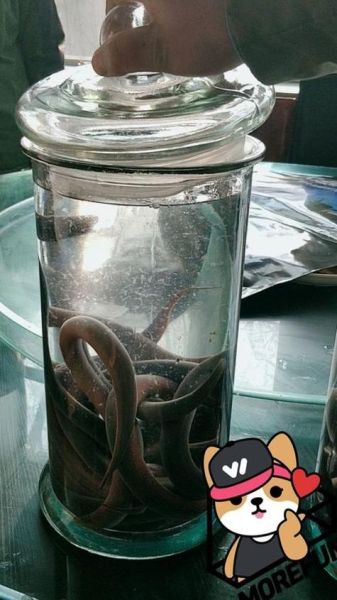 黄鳝血加白酒的功效_黄鳝血泡酒真的有用吗-第3张图片-山城妙识 黄鳝血加白酒的功效_黄鳝血泡酒真的有用吗-第3张图片-山城妙识