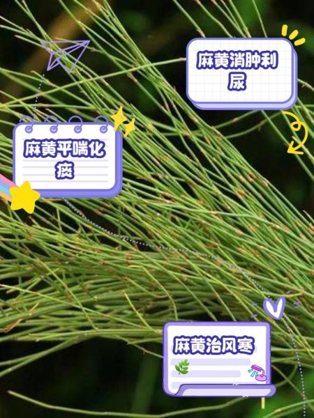 麻黄副作用有哪些_如何避免麻黄中毒-第1张图片-山城妙识 麻黄副作用有哪些_如何避免麻黄中毒-第1张图片-山城妙识