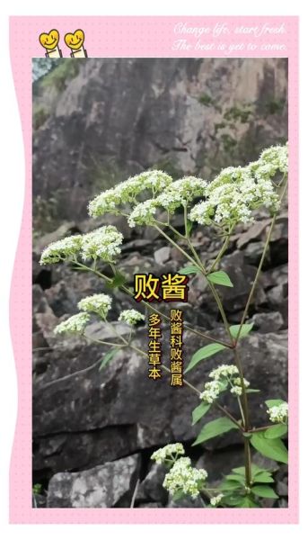 败酱草的功效与作用_败酱草怎么吃-第2张图片-山城妙识