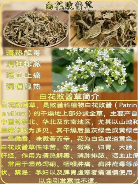 败酱草的功效与作用_败酱草怎么吃-第1张图片-山城妙识