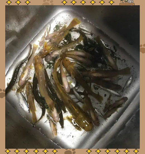 黄蜂鱼养殖技术_黄蜂鱼养殖利润怎么样-第1张图片-山城妙识 黄蜂鱼养殖技术_黄蜂鱼养殖利润怎么样-第1张图片-山城妙识