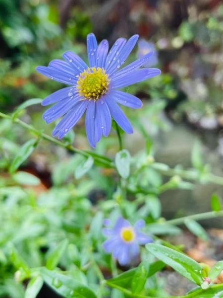 马兰头什么时候开花_马兰头花长什么样-第1张图片-山城妙识