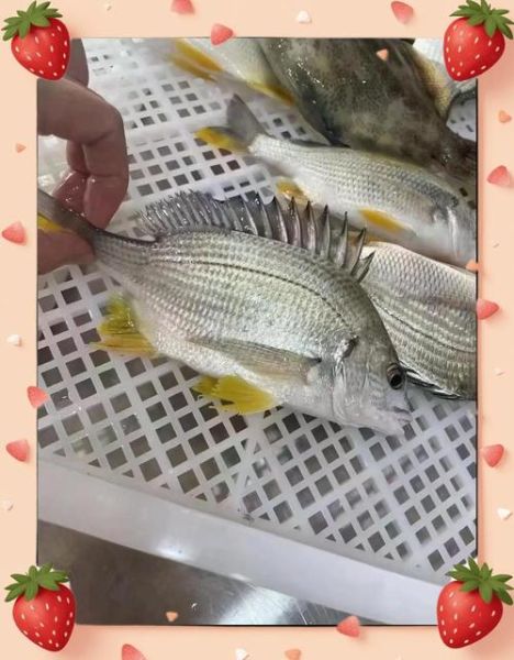 黄蜂鱼养殖技术_黄蜂鱼养殖利润怎么样-第2张图片-山城妙识 黄蜂鱼养殖技术_黄蜂鱼养殖利润怎么样-第2张图片-山城妙识