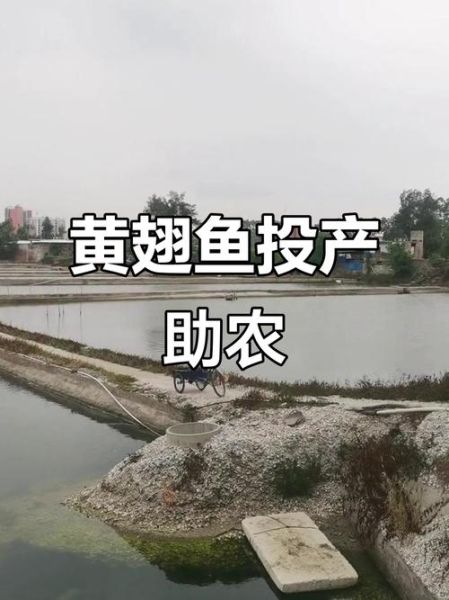 黄蜂鱼养殖技术_黄蜂鱼养殖利润怎么样-第3张图片-山城妙识 黄蜂鱼养殖技术_黄蜂鱼养殖利润怎么样-第3张图片-山城妙识