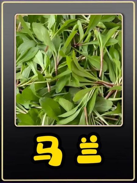 马兰头什么时候开花_马兰头花长什么样-第2张图片-山城妙识