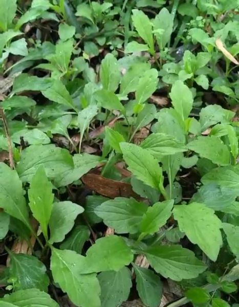 马兰头什么时候开花_马兰头花长什么样-第3张图片-山城妙识