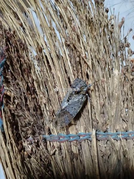 很小的知了叫什么_很小的知了会叫吗-第2张图片-山城妙识 很小的知了叫什么_很小的知了会叫吗-第2张图片-山城妙识