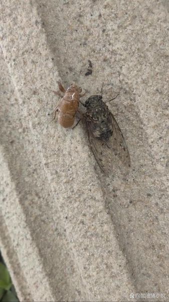 很小的知了叫什么_很小的知了会叫吗-第1张图片-山城妙识 很小的知了叫什么_很小的知了会叫吗-第1张图片-山城妙识