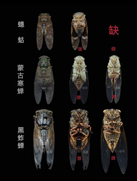 很小的知了叫什么_很小的知了会叫吗-第3张图片-山城妙识 很小的知了叫什么_很小的知了会叫吗-第3张图片-山城妙识