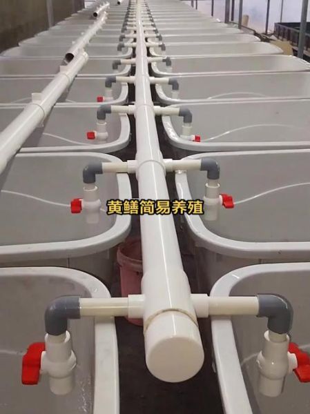 黄鳝养殖技术_黄鳝池子怎么建-第3张图片-山城妙识