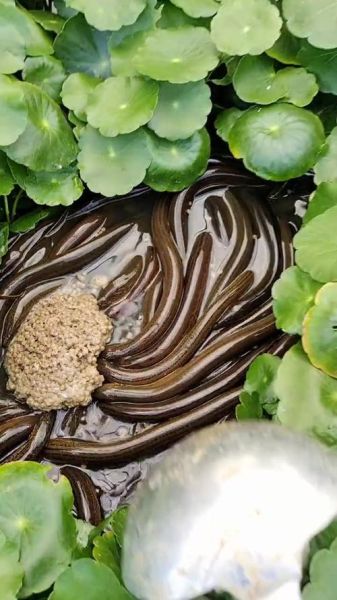 黄鳝养殖技术_黄鳝池子怎么建-第2张图片-山城妙识