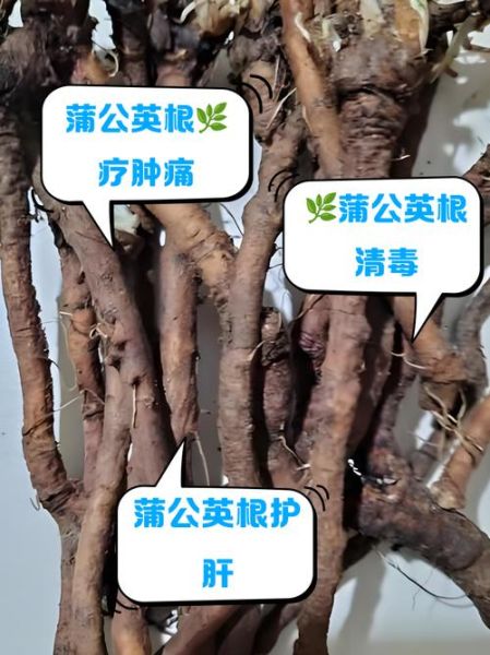 蒲公英根的功效与作用_蒲公英根怎么吃-第1张图片-山城妙识 蒲公英根的功效与作用_蒲公英根怎么吃-第1张图片-山城妙识