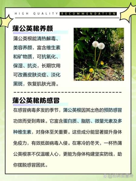 蒲公英根的功效与作用_蒲公英根怎么吃-第3张图片-山城妙识 蒲公英根的功效与作用_蒲公英根怎么吃-第3张图片-山城妙识