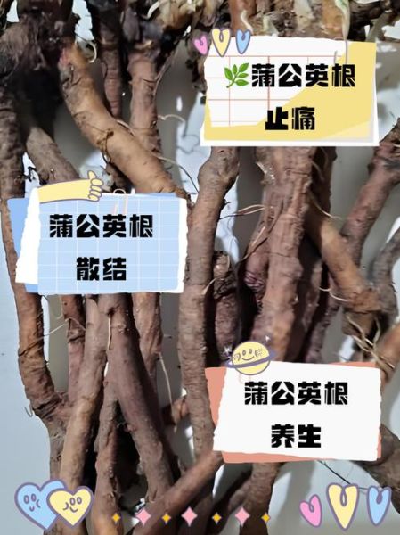 蒲公英根的功效与作用_蒲公英根怎么吃-第2张图片-山城妙识 蒲公英根的功效与作用_蒲公英根怎么吃-第2张图片-山城妙识