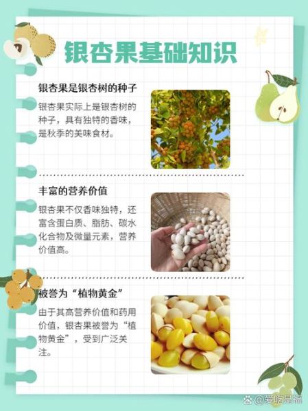 银杏果怎么吃好_银杏果的正确吃法-第3张图片-山城妙识 银杏果怎么吃好_银杏果的正确吃法-第3张图片-山城妙识